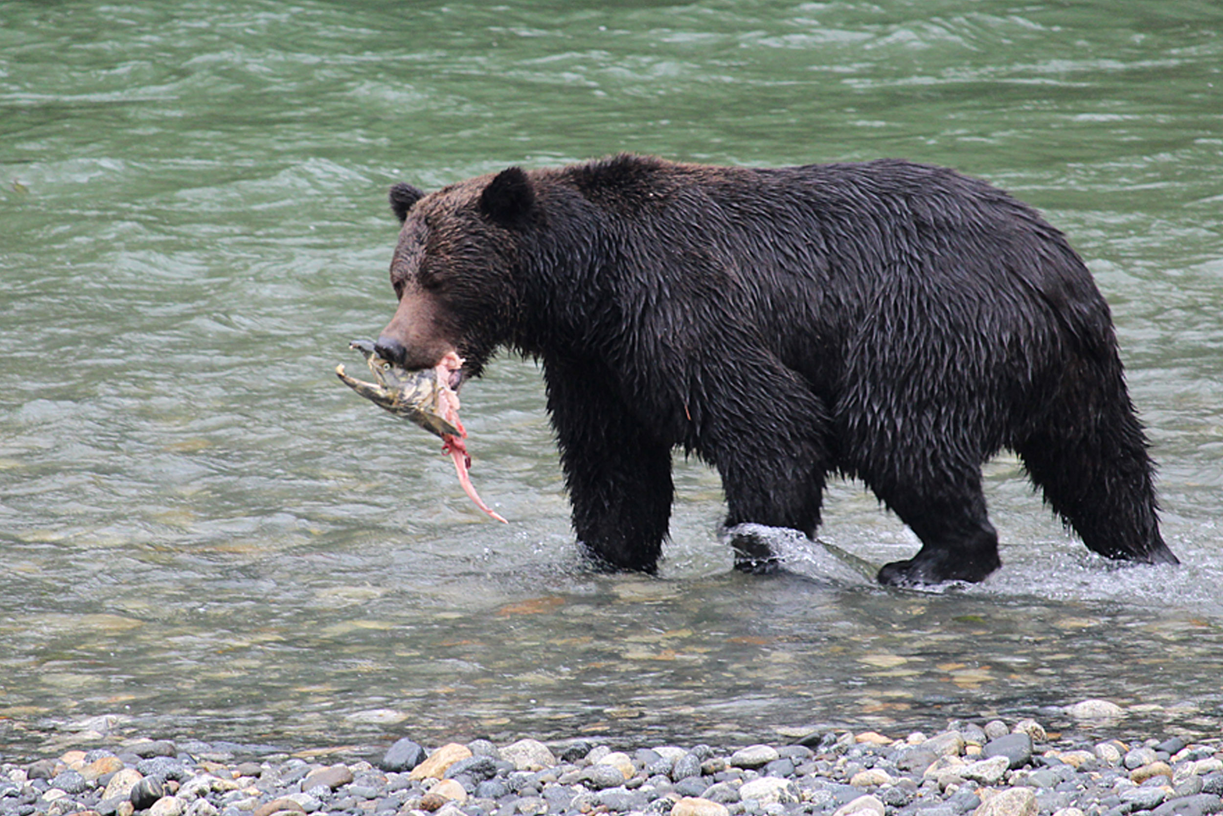 Home - Evergreen Adventures